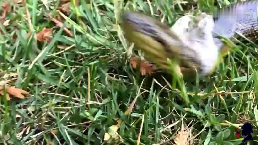 利用草坪将身上的死皮脱去的大蟒蛇