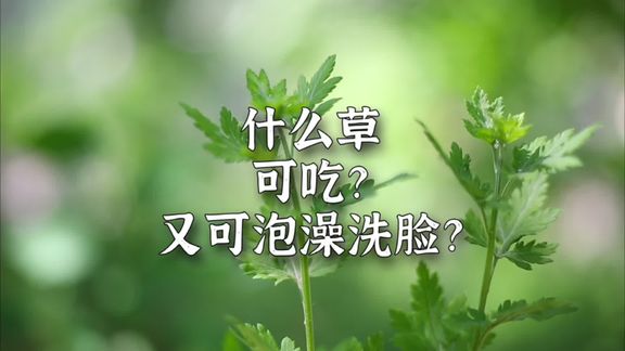 艾草好神奇呀!具体用途?请高手评论区补充吧!#艾草 #端午节