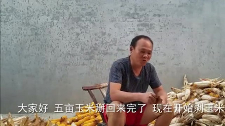 农民大叔在剥玉米,狗狗坐在凳子上看剥玉米