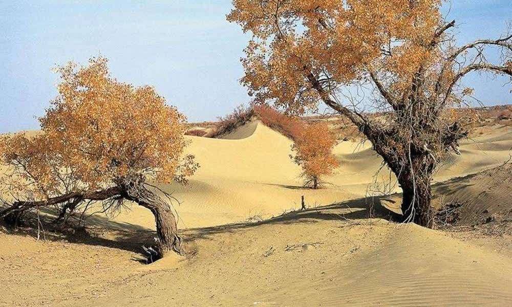 假如地球上的沙漠都变成森林,结果会怎么样?听听科学家怎么说