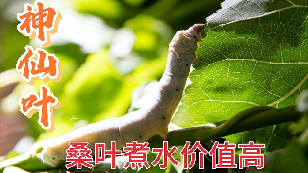 桑叶号称“神仙叶”,没想到作用这么厉害?我也是刚知道