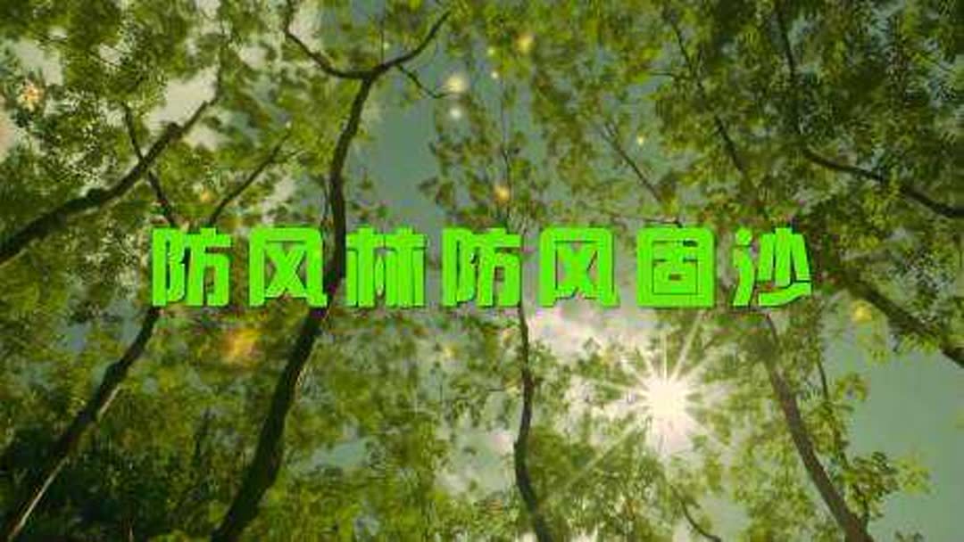 防护林的作用是什么