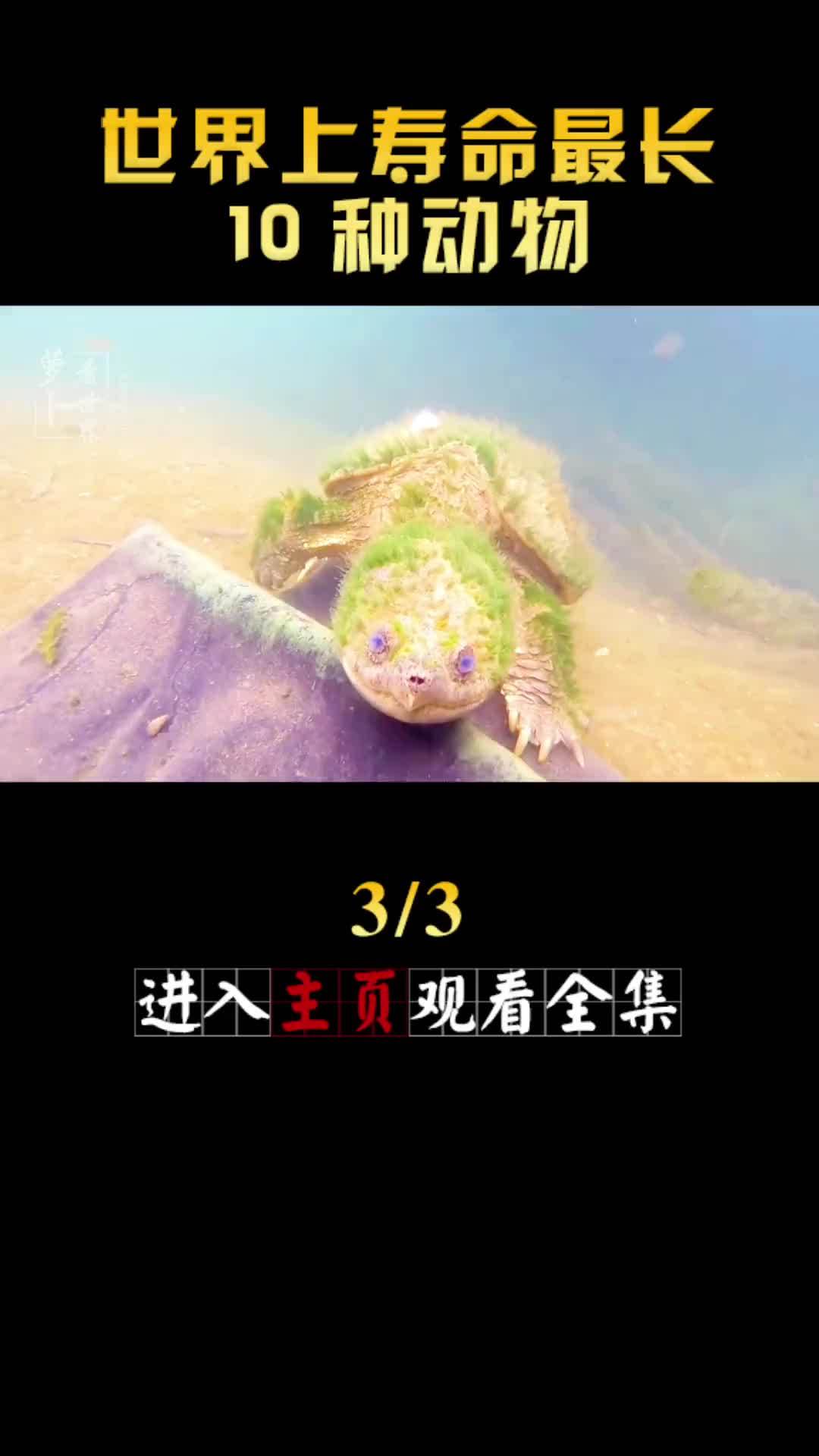 这是世界上寿命最长的10种动物,有的可活几千年,