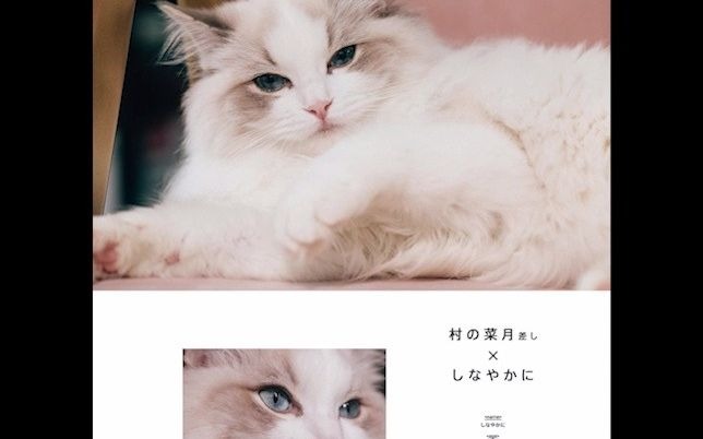 日系猫咪宠物摄影相册画册日文字体排版素材PSD模板
