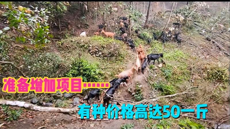 准备增加项目,其中有种高达50一斤,很多人却不敢吃