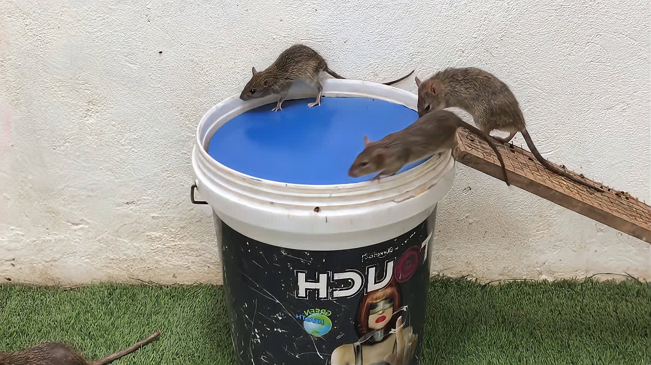 DIY自制抓鼠器,如何用水桶制作捕鼠器,1小时被困10只老鼠!