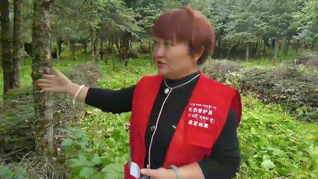 森林抚育 让青山常在 绿水长流