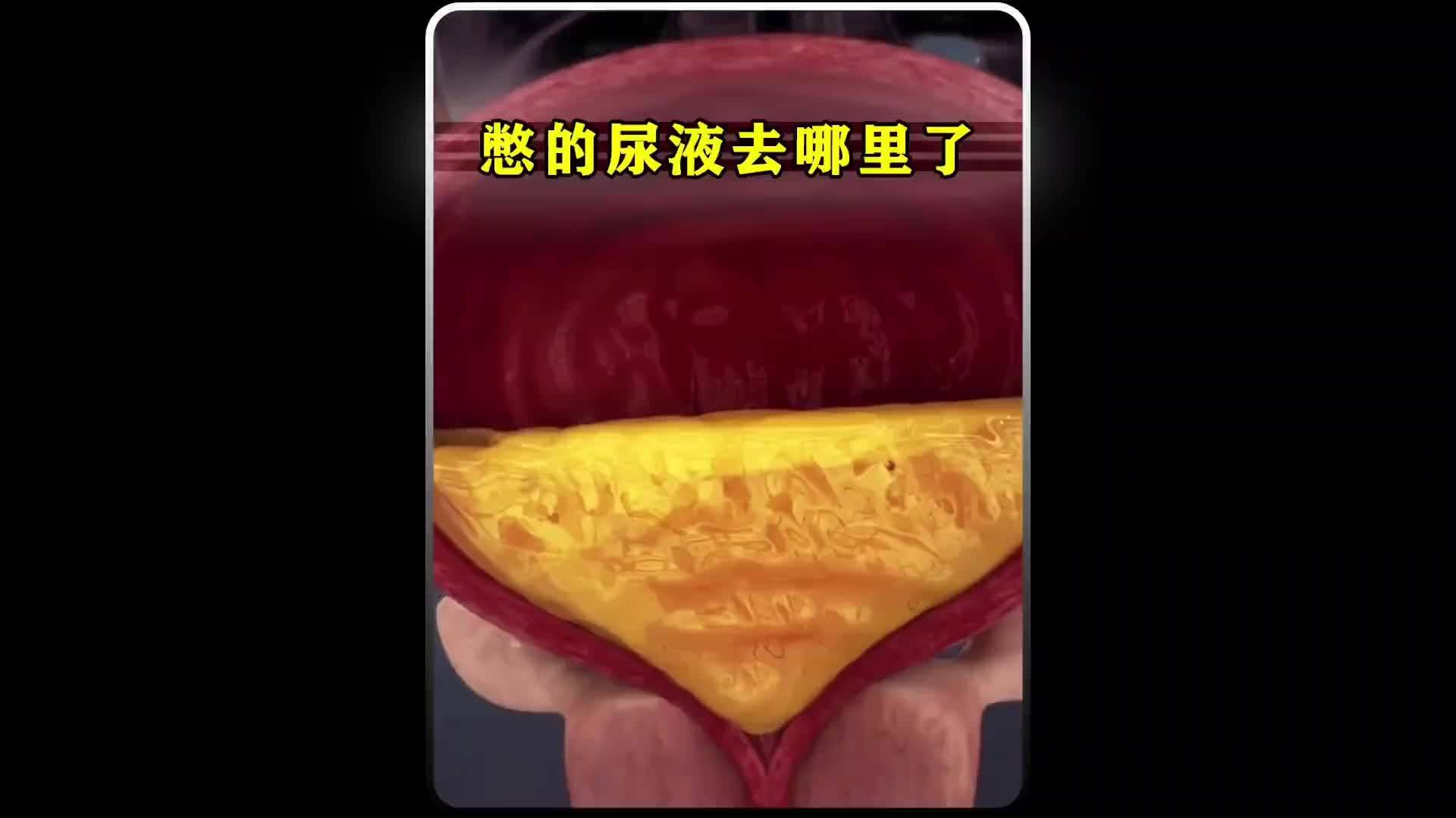 ...看完后你还敢憋吗?#科普 #科普一下 #动画制作 #人体奥秘 #科普知识