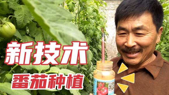 番茄种植引进新技术,省时省力,每亩增产2000斤,农村大叔很满意