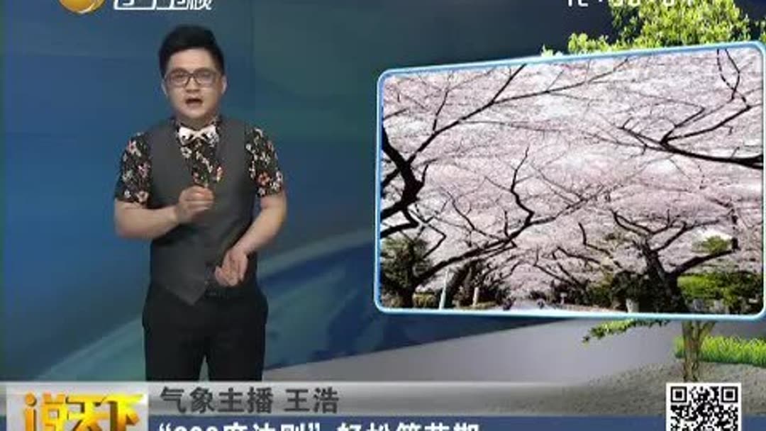 气象天下:樱花雨很美好 花期计算有门道