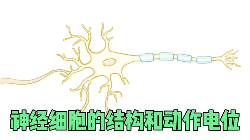 12.神经细胞的结构和动作电位