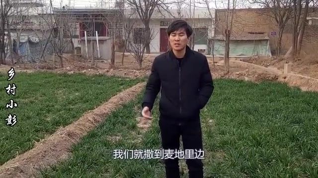 乡村小彭给大家讲解,我们经常吃到的小麦,是怎样种植的