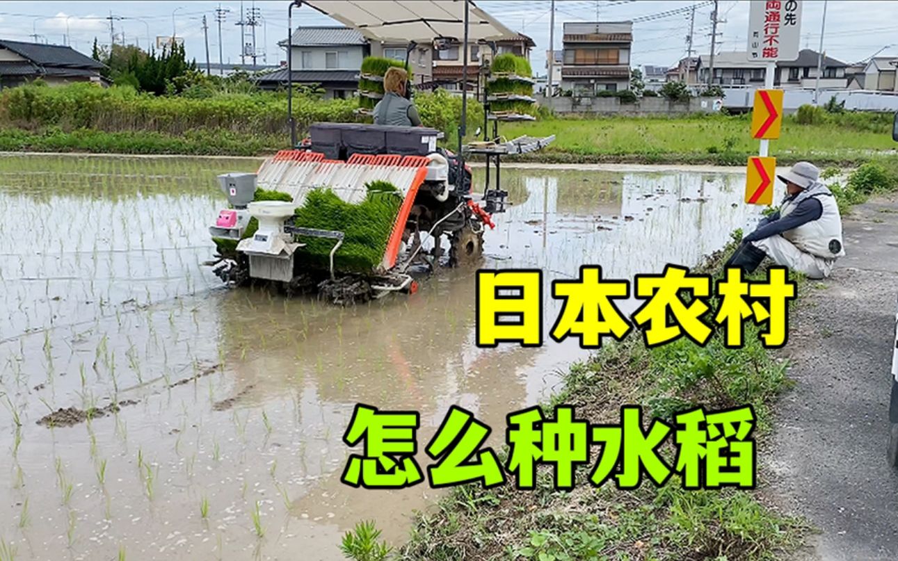日本农村种水稻,全自动机械化,一台机器要400万日元,省时省力
