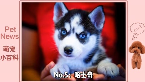 最受欢迎的狗狗排行榜!