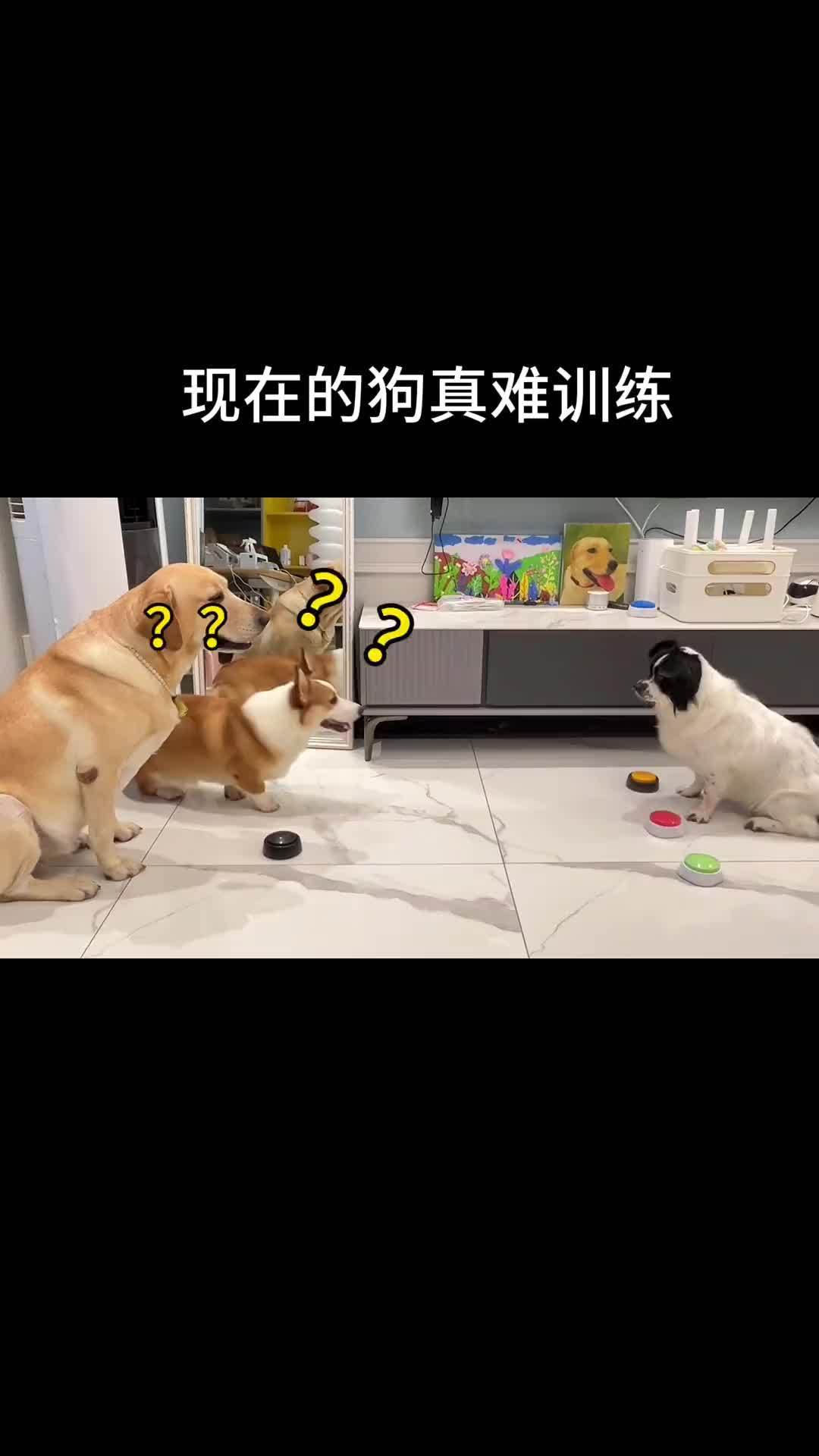 这个狗狗培训班咋样?#狗子的迷惑行为