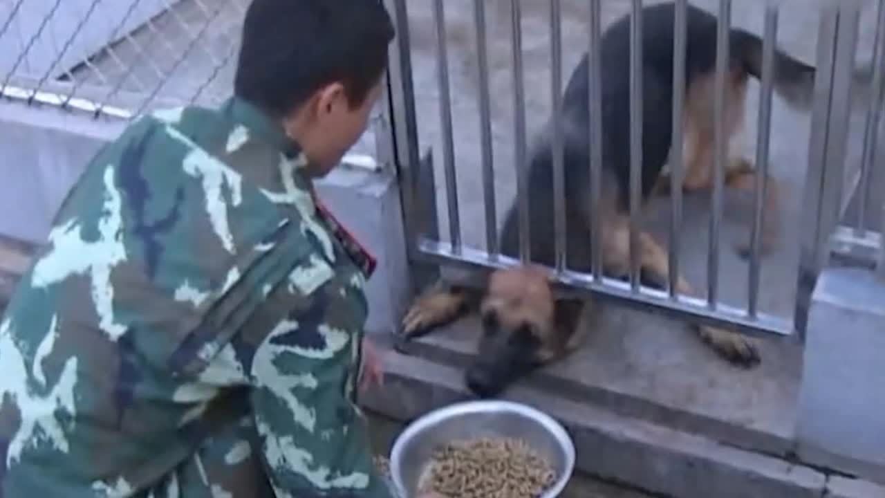 搜救犬吃的饭很是普通,和城里的狗相比,他们的作用太大了!