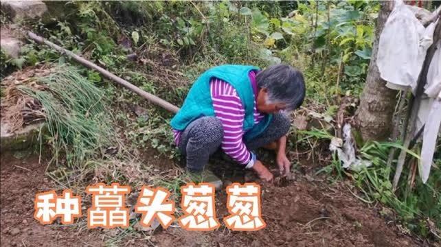 农村小伙的田园生活,和外婆挖蒜种葱,一个窝子按三颗蒜成三角形