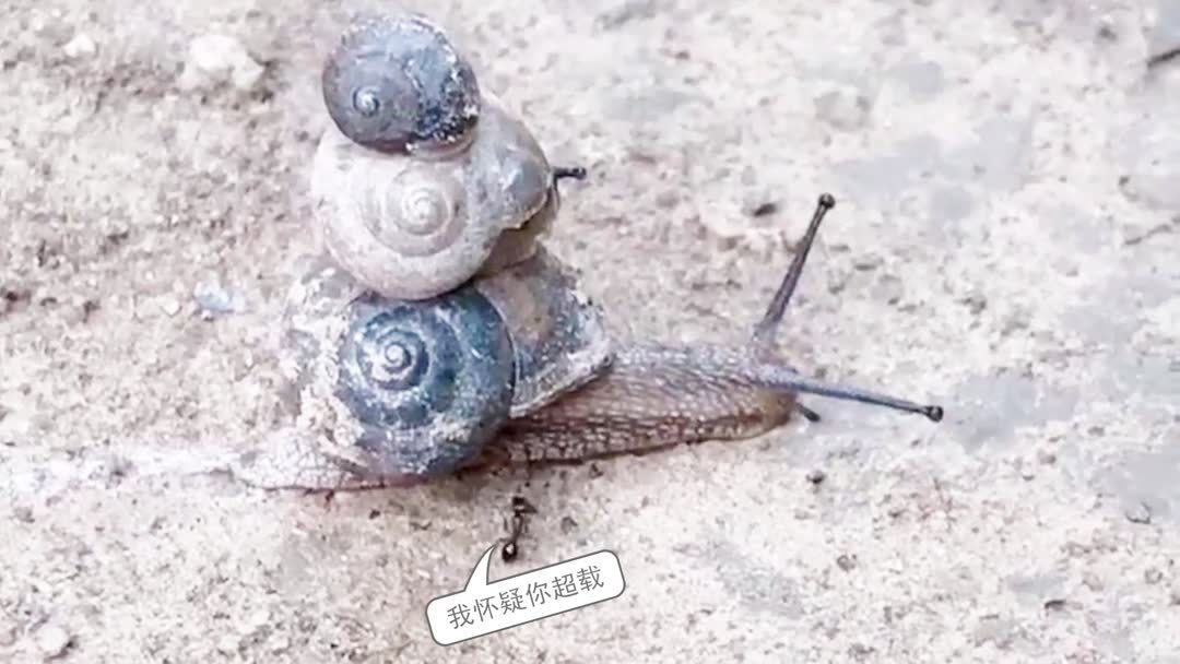 蚂蚁:前面那个蜗牛,我怀疑你严重超载,请出示你的爬行证