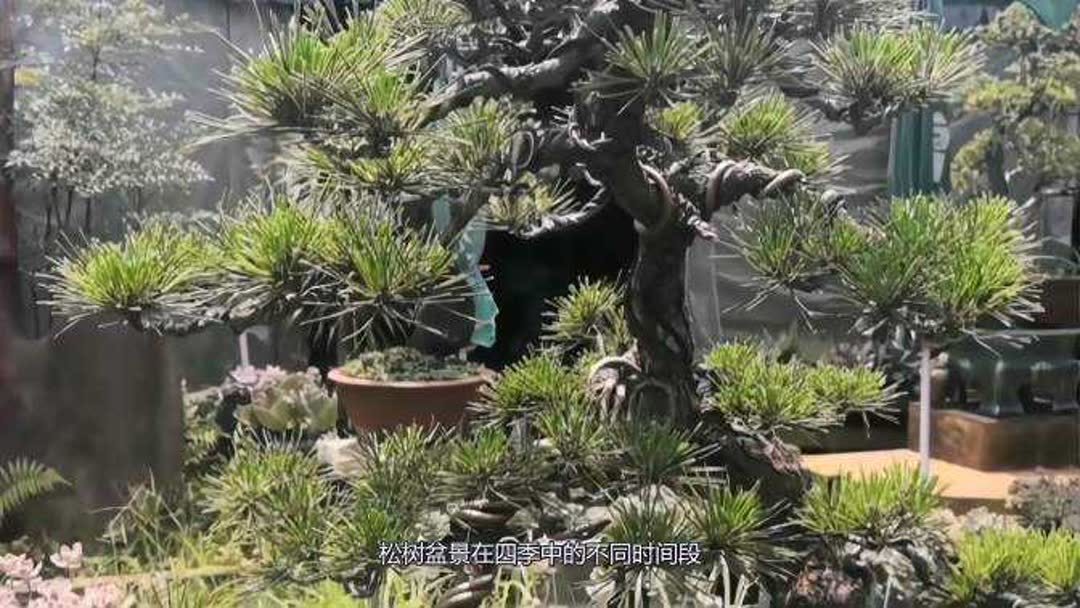 松树盆景养护与管理