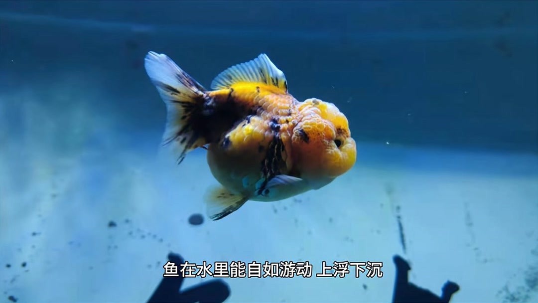 你知道鱼为什么在水里自由沉浮吗