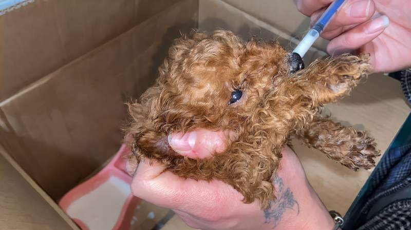 得细小被抛弃的小泰迪治疗第二天,强行喂羊奶粉,给它加点营养