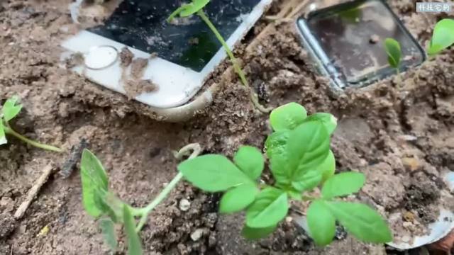 雨后垃圾堆发现损坏严重的苹果手机,牛人神还原,一起看看吧