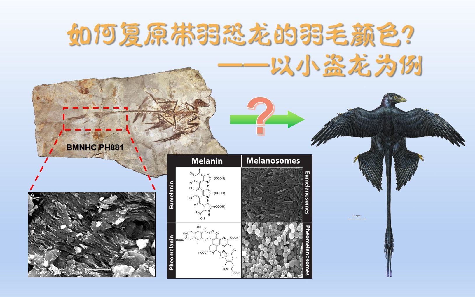 【古生物科普】如何复原带羽恐龙的羽毛颜色?——以小盗龙为例