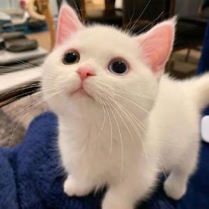 玥胖胖玥 