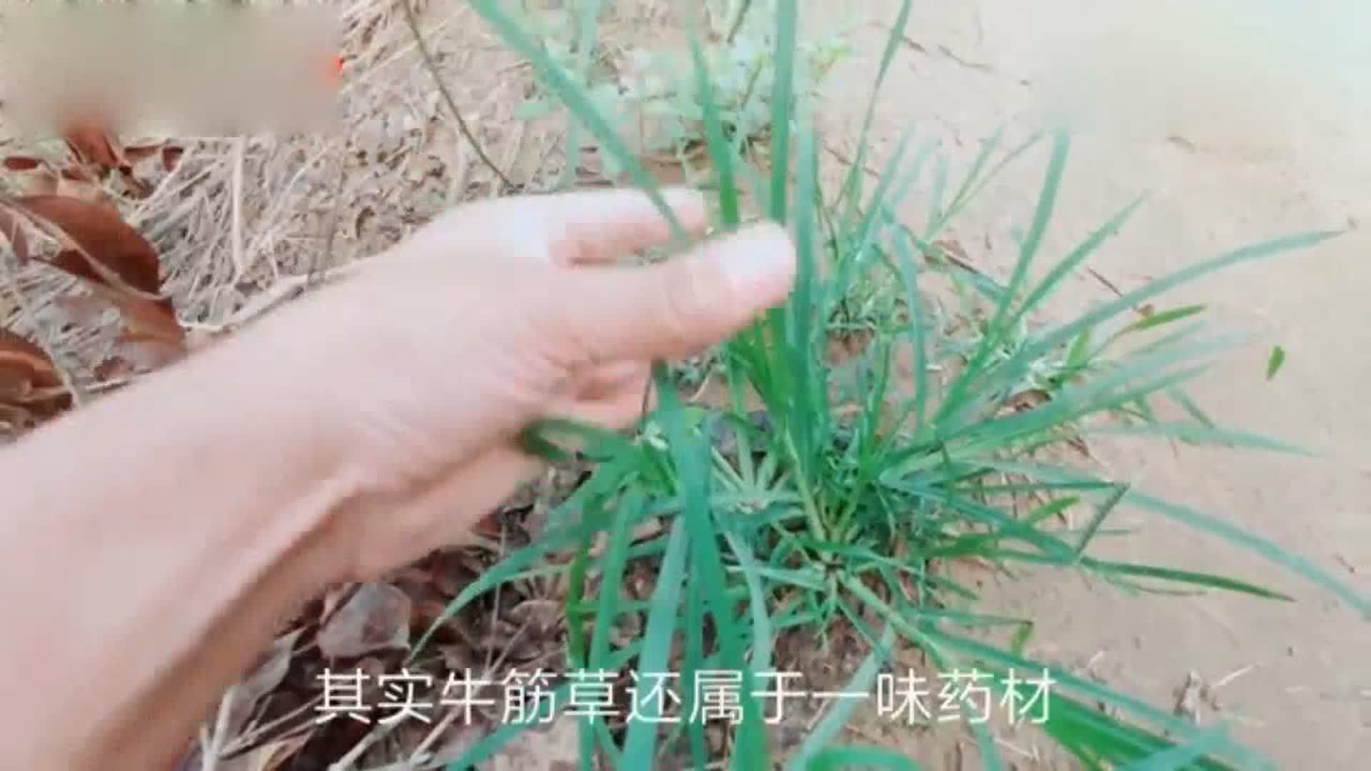牛筋草,农村常见杂草,它的3个厉害用途你知道吗?秒懂!