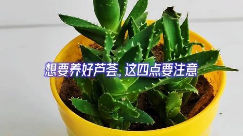 想要养好芦荟,这四点要注意
