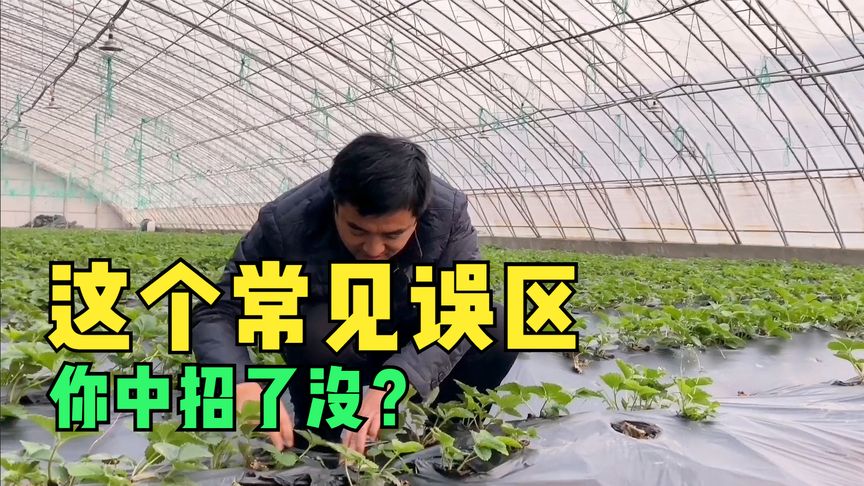 务必注意!草莓定植有讲究,种植方法不对,后果严重