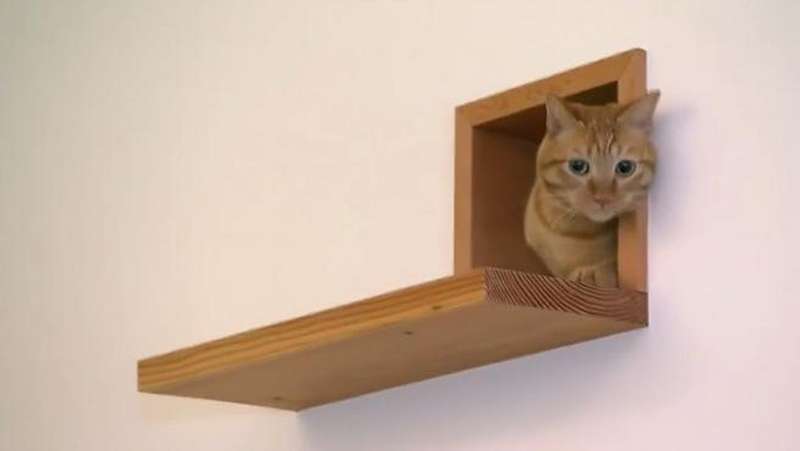 日式的猫咪宜居房，这种奇妙的房间设计，就问你想不想要