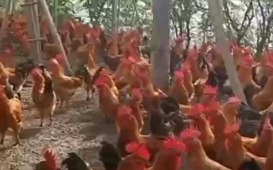 怎样让公鸡冠长得又大又红 鸡冠不红是什么原因 鸡冠长不大不红怎么...