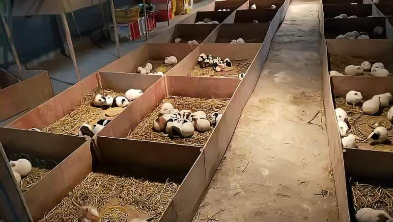 回家创业的二百多天,这些是医学实验动物,过程很艰难感谢大家