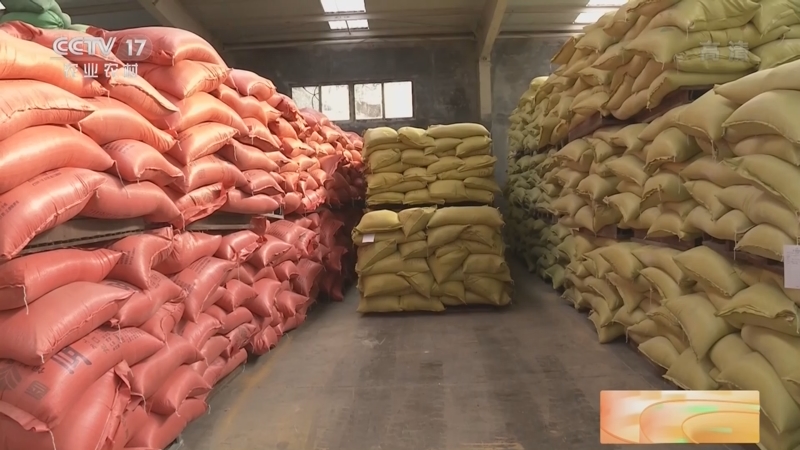 [中国三农报道]玉米价格调查 原料玉米涨价 饲料价格上调