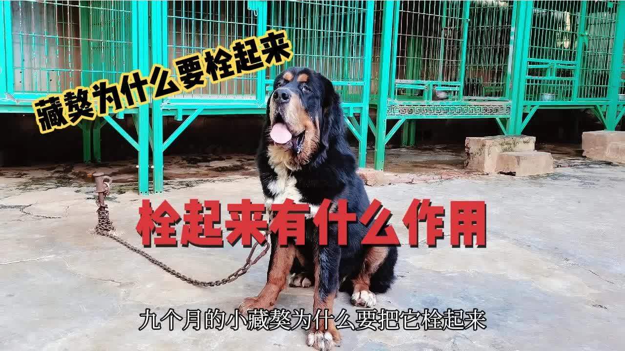 为什么要把藏獒栓起来饲养 到底有什么用?看完视频就明白了