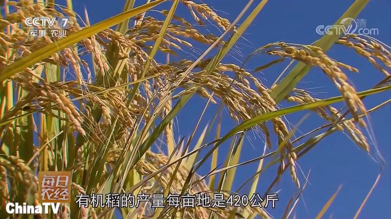 宁夏人民一地两用,种植水稻养殖鲤鱼,每亩增收2000元左右