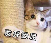 花开终未败的喵窝 
