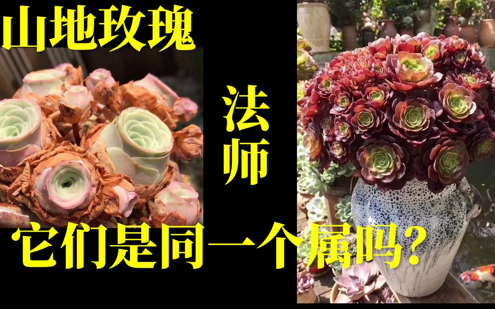 简单聊聊多肉命名和分类,以及同属之间的相似性