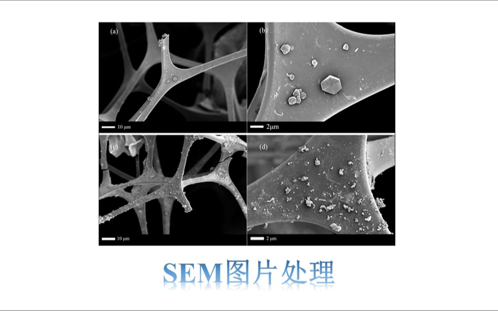 PS处理SEM图片,添加表尺以及组图