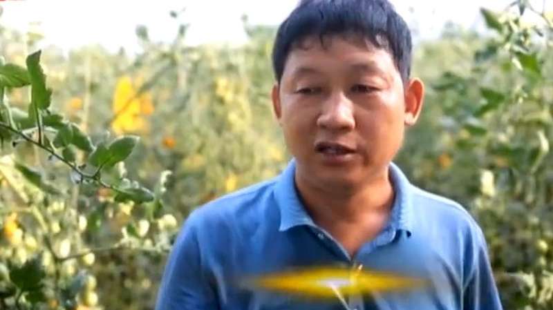 全是干货,快来学一学!看看他们是如何种植小番茄!