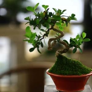 信息技术犯罪数据合规 