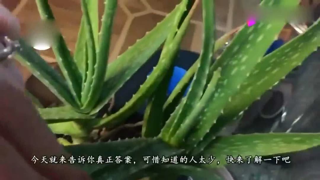 芦荟叶子能不能直接擦脸?可惜知道的人太少,今天就来告诉你答案