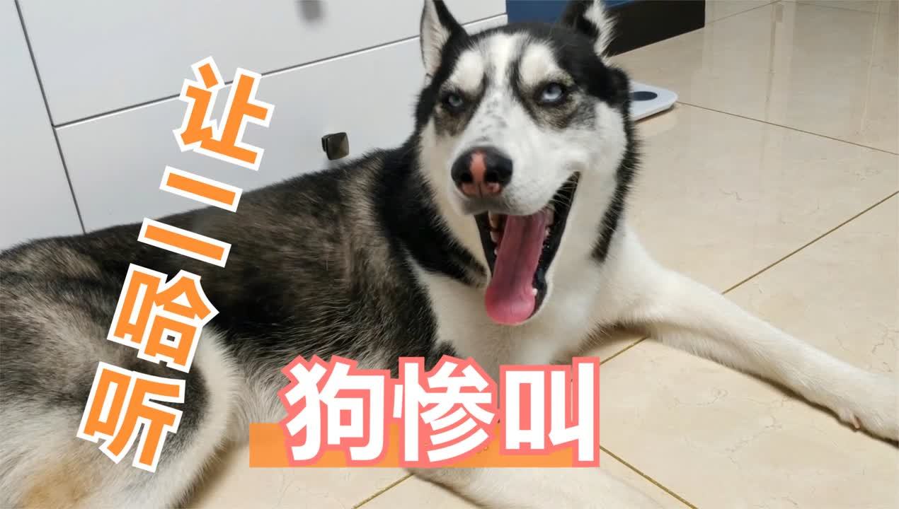 趁二哈不备,突然给它播放狗狗的惨叫声,二哈会是啥反应
