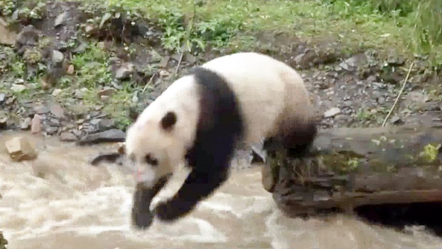 国宝回家!四川九寨沟病熊猫身体恢复 放归自然后行动敏捷