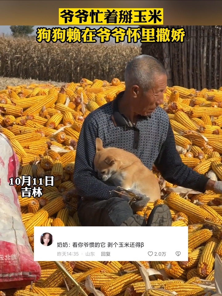 爷爷忙着掰玉米,狗狗赖在爷爷怀里撒娇
