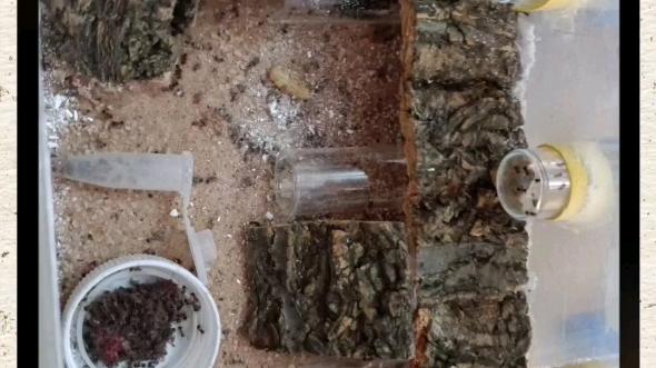 超便宜自制试管巢