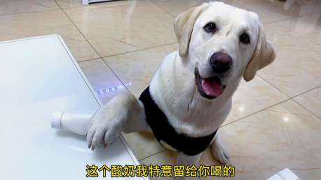 狗狗给了主人一盒过期的酸奶,主人却流泪了