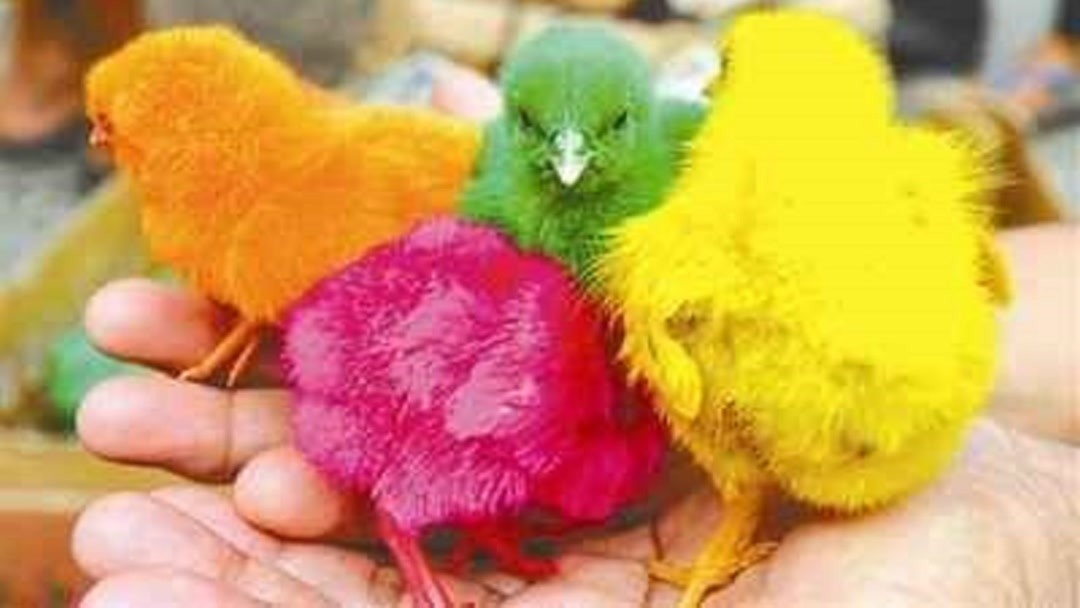 被美容过的彩色小鸡,吸引大量儿童购买,染色过程令人叹为观止!