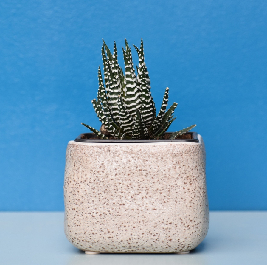 明月山上明月光 